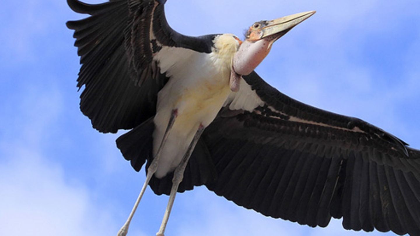 Nr. 68: Marabu - [GEO]