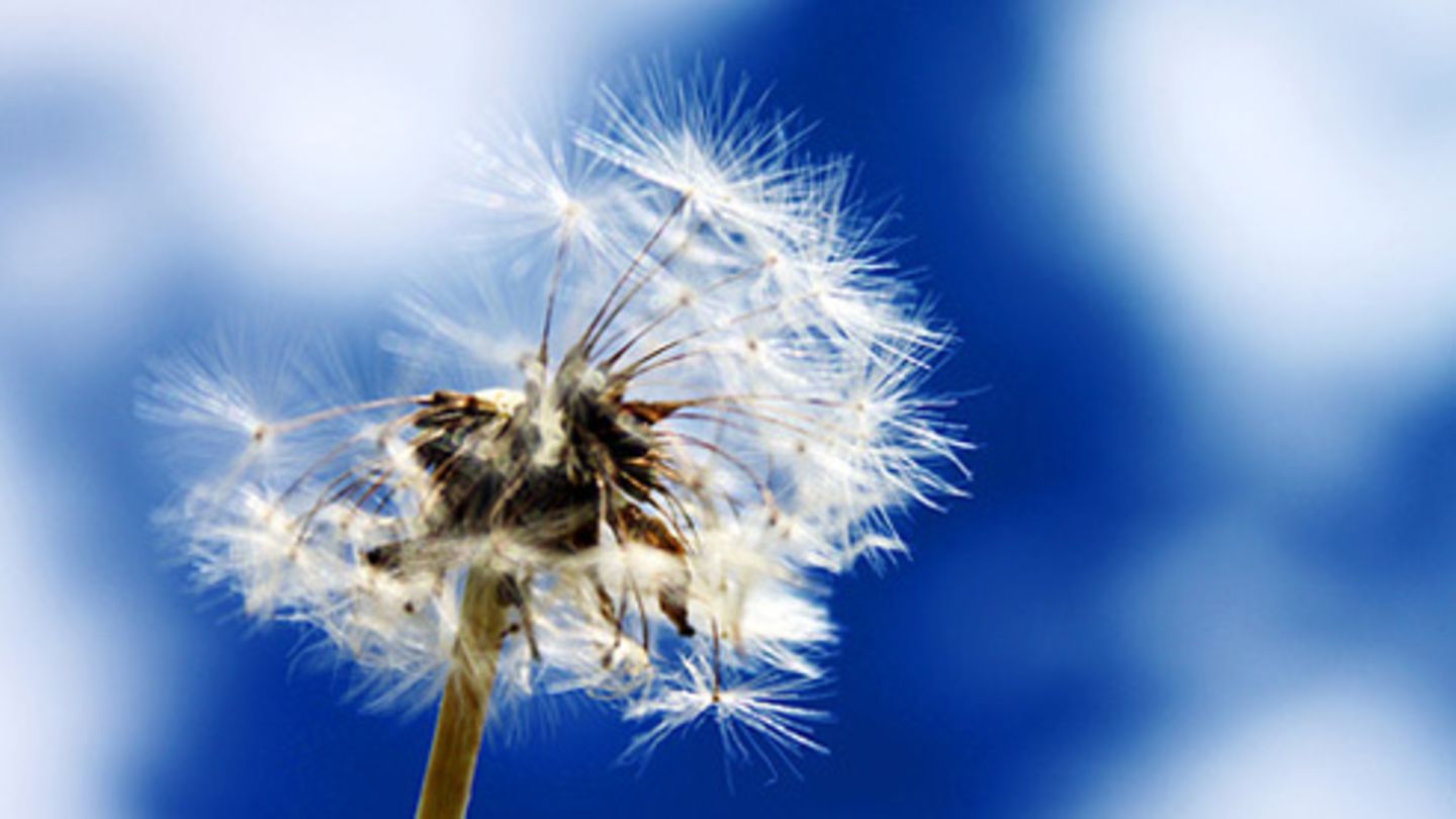Nr. 116: Pusteblume - [GEO]