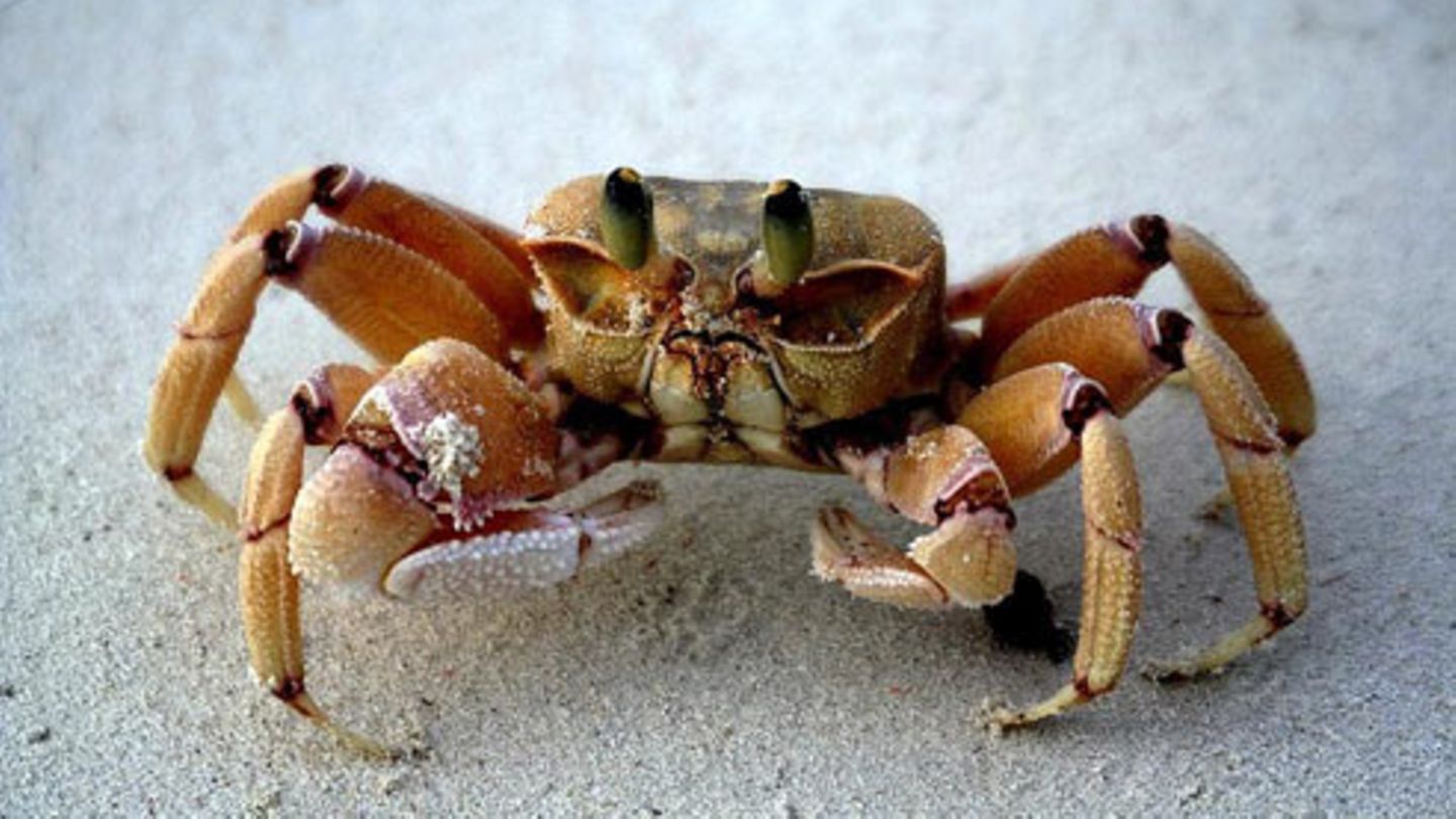 Nr. 123: Strandkrabbe - [GEO]