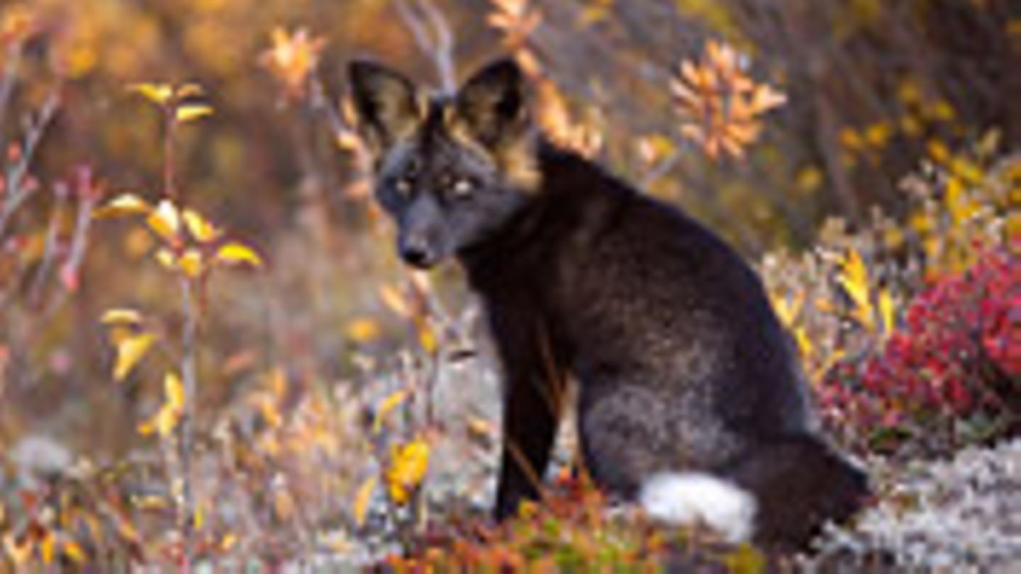 Nr. 145: Silberfuchs - [GEO]