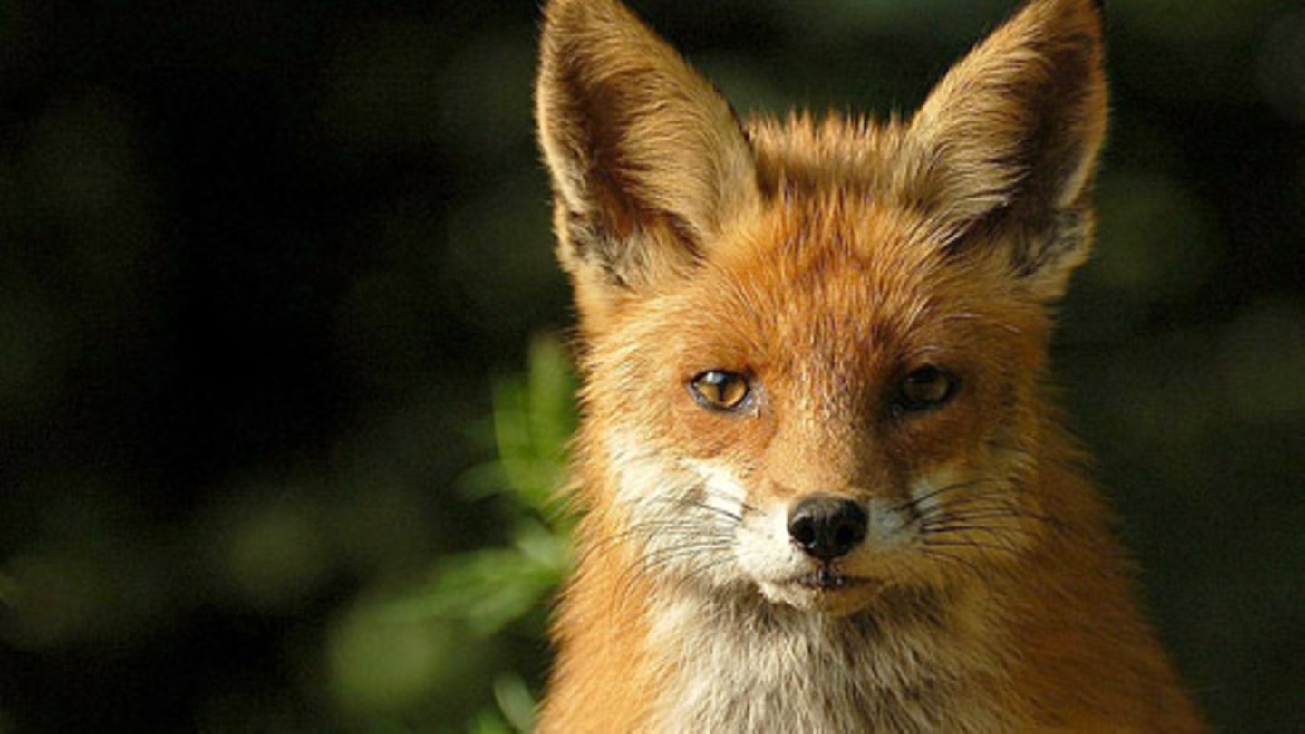 Schiebepuzzle: Nahaufnahme von Fuchs - [GEO]