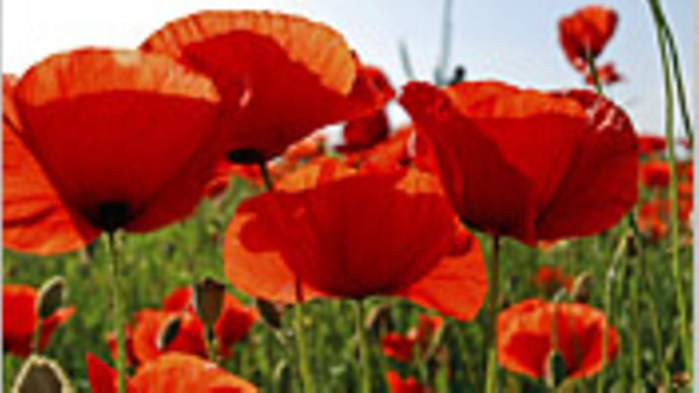 Nr. 233: Mohn - [GEO]