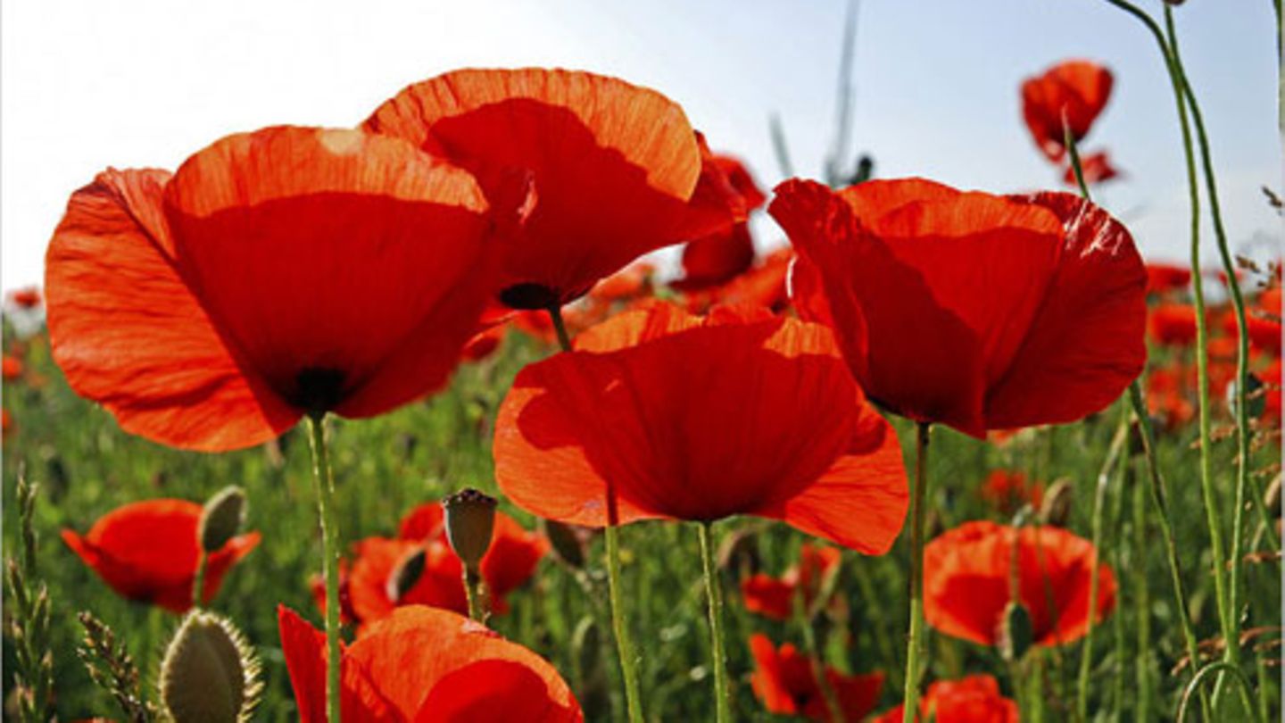 Nr. 233: Mohn - [GEO]