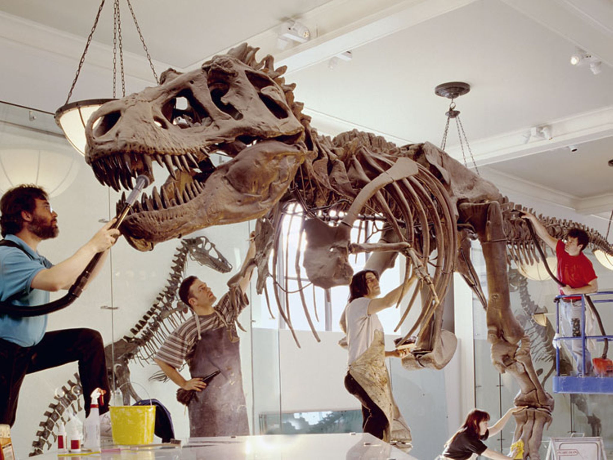 T Rex Skelet Sue SUE: The T Rex Experience Now Open In Topeka | KSNT