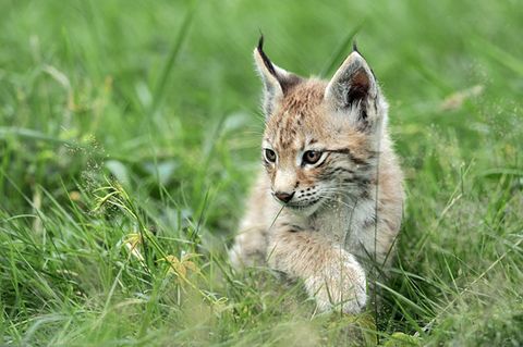 Der Luchs: Infos zur Wildkatze im Tierlexikon - [GEOLINO]