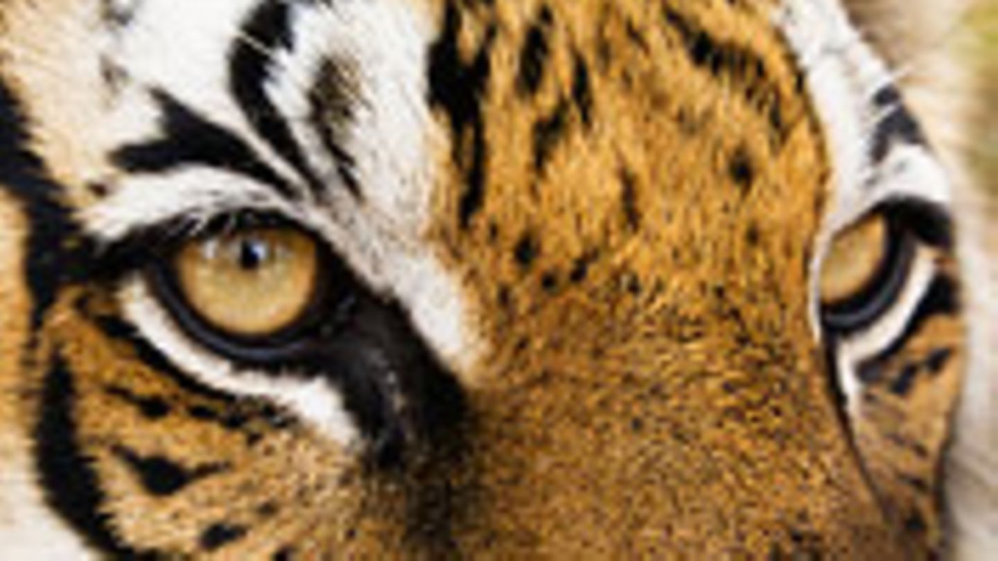 Schreibwettbewerb: Mit Tieraugen sehen - [GEOLINO]