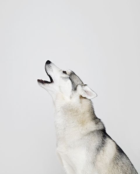 Redewendung: Heulen wie ein Schlosshund - [GEOLINO]