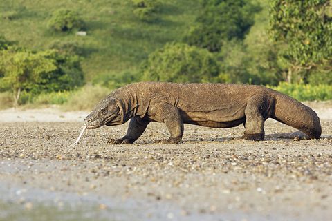 Komodowaran: Infos zur Echse im Tierlexikon - [GEOLINO]