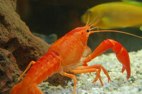 Tierlexikon: Hummer - [GEOLINO]