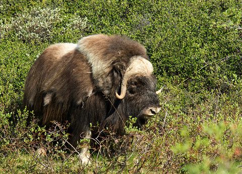 Tierlexikon: Moschusochsen - [GEOLINO]