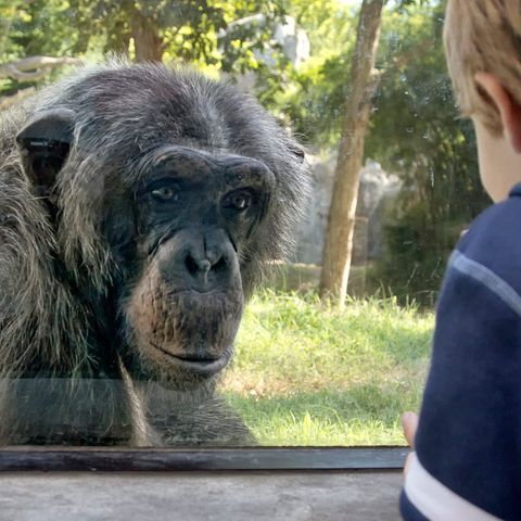 Affenarten im Porträt: "Die Welt der Affen" - [GEO]