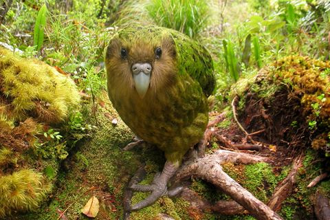 Philippinen: Mehr als 100 neue Tierarten entdeckt - [GEO]