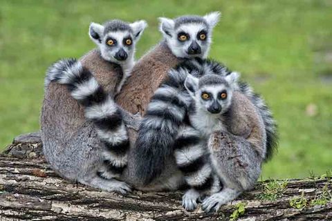 Katta: Infos im Tierlexikon - [GEOLINO]