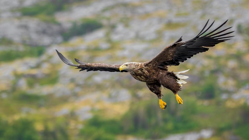 Seeadler: Infos im Tierlexikon - [GEOLINO]