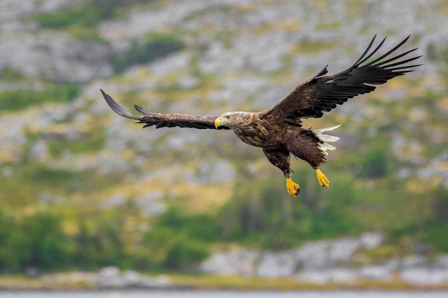 Seeadler: Infos im Tierlexikon - [GEOLINO]