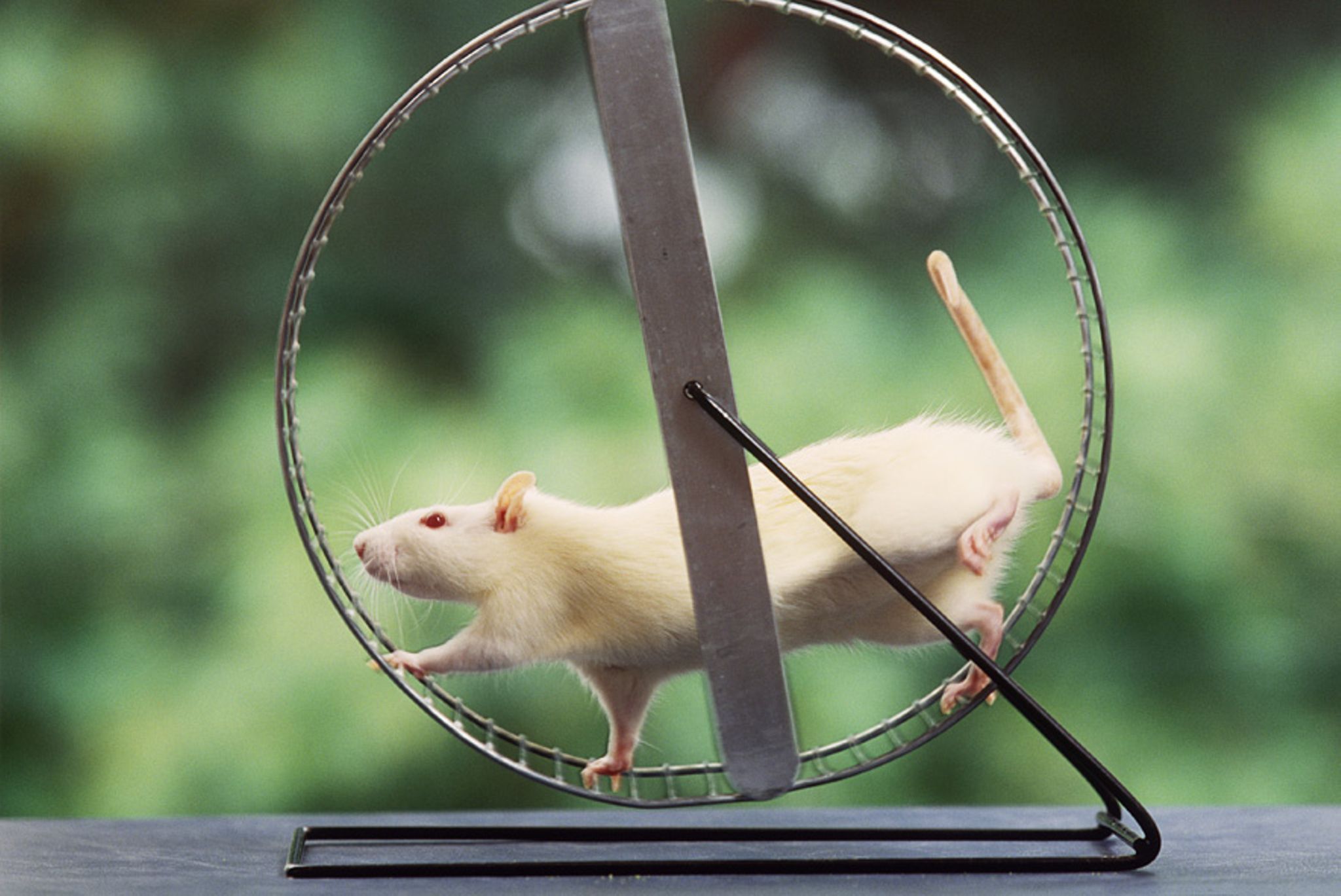 Hamsterrad Gehirn Die Kraft Der Worte Bei ADHS Patchwork Auf