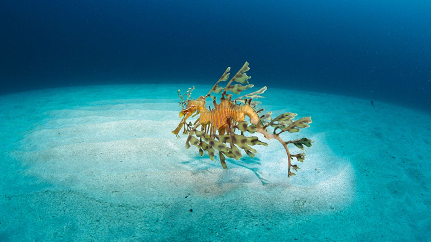 Fetzenfisch: Infos im Tierlexikon - [GEOLINO]