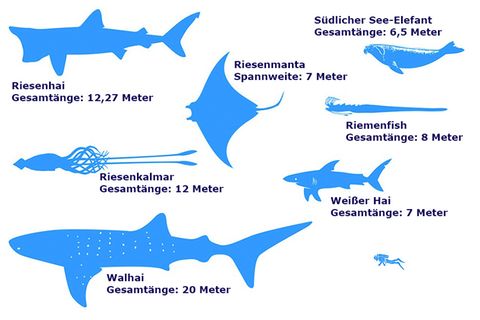 Meerestiere: Infografik: Die Giganten der Ozeane - [GEO]