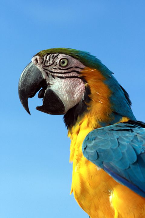 Tierlexikon: Papageien - von Kopf bis Fuß - [GEOLINO]