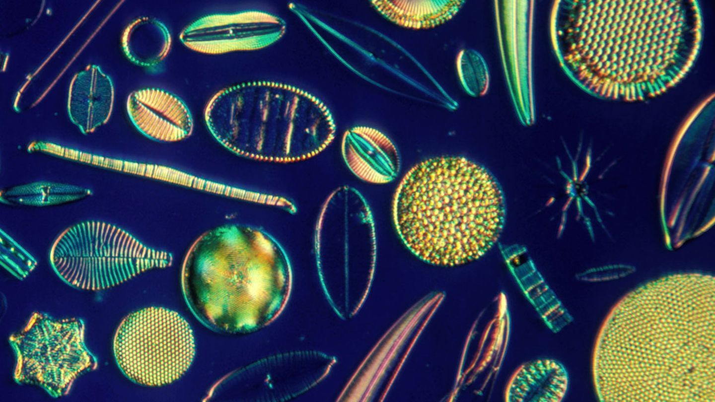 Meeresforschung: Plankton, ein Mega-Lebewesen? - [GEO]