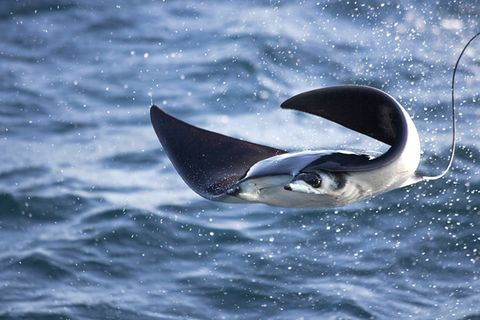 Rochen: Was fliegt denn da? - [GEO]