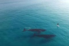 Wale: Forscher filmen erstmals seltenen Omurawal - [GEO]