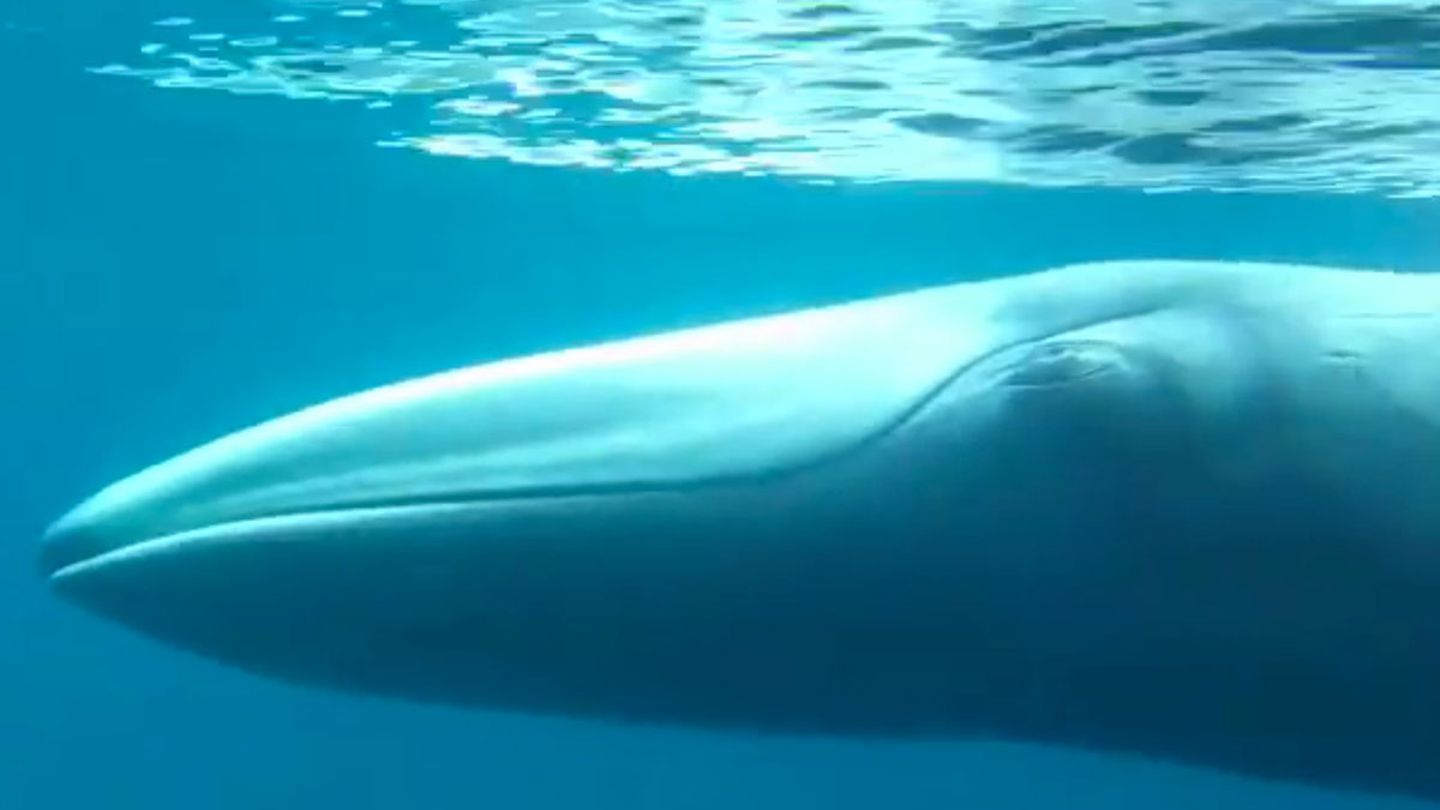 Wale: Forscher filmen erstmals seltenen Omurawal - [GEO]