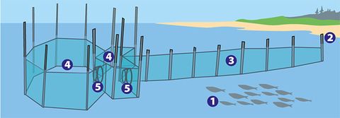 Fische: Hinter den Kulissen: im Meeresmuseum - [GEOLINO]