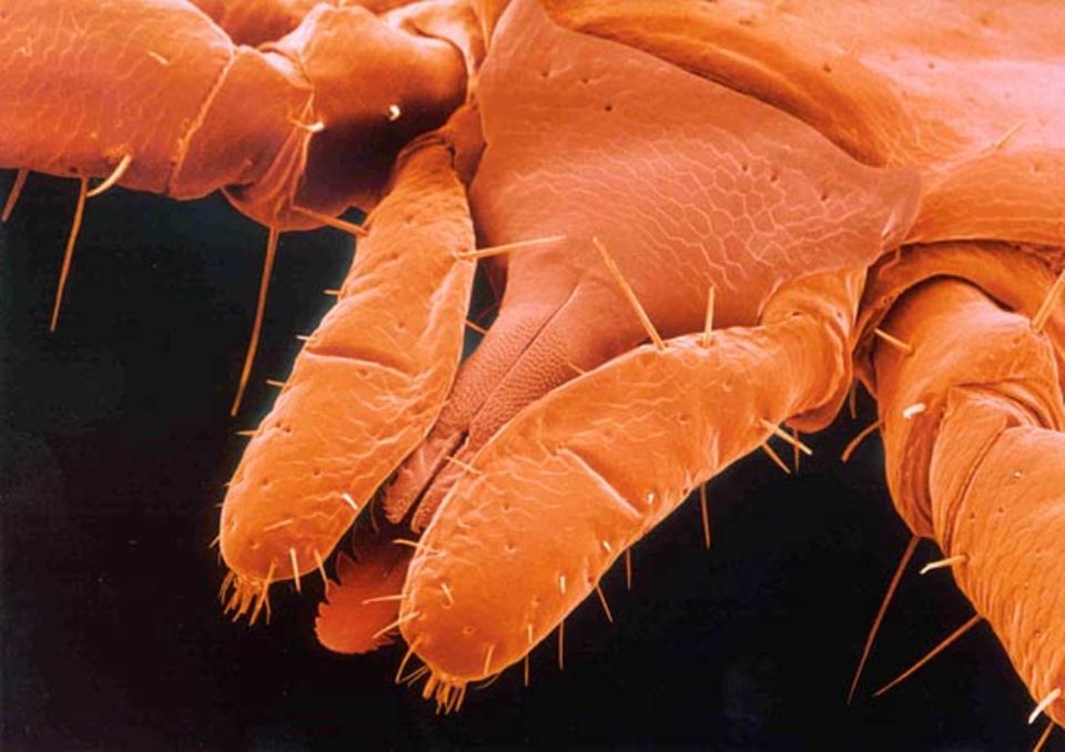 Fotoshow: Zecken - Bild 3 - [GEO]