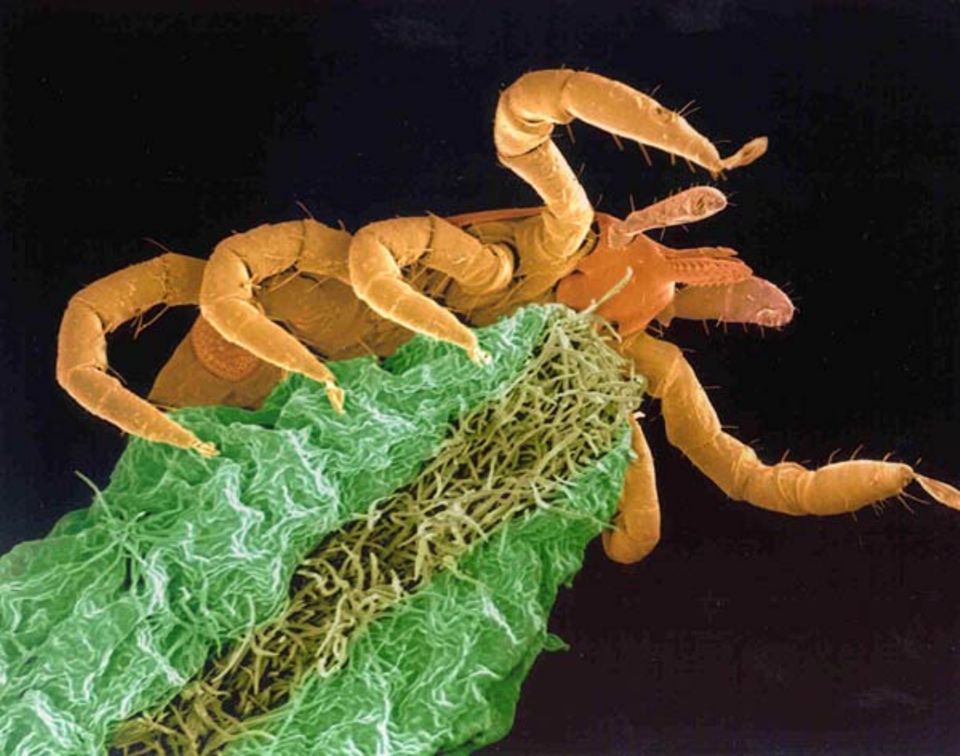 Fotoshow: Zecken - Bild 7 - [GEO]