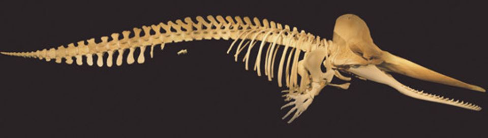 Wal-Skelett: Ein tierisches Puzzle - Bild 18 - [GEOLINO]