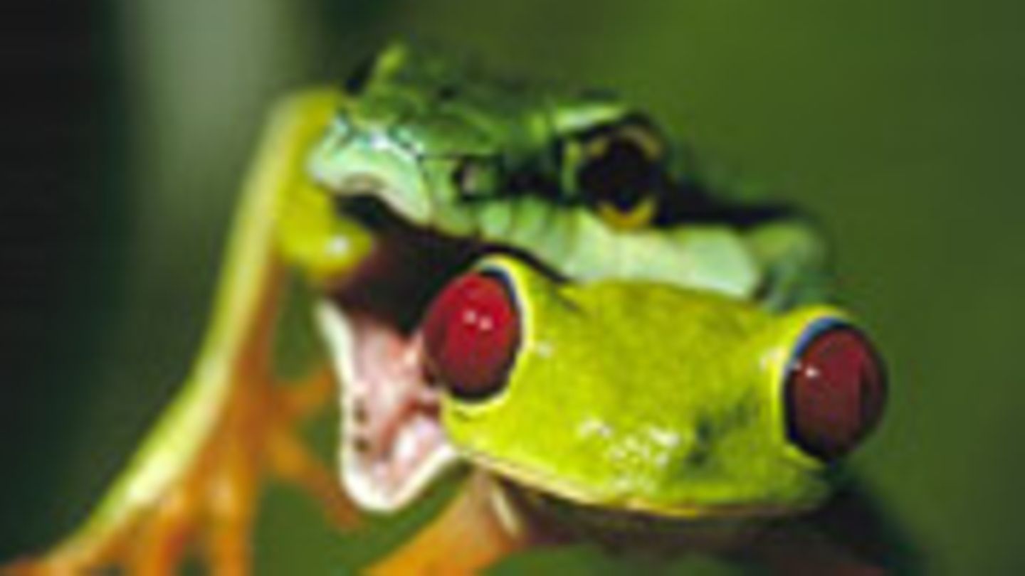 Fotogalerie: Rotaugenfrösche - [GEO]