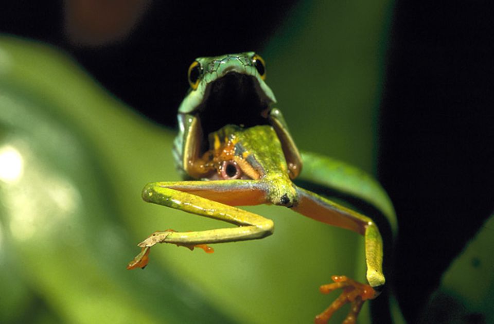 Fotogalerie: Rotaugenfrösche - Bild 5 - [GEO]