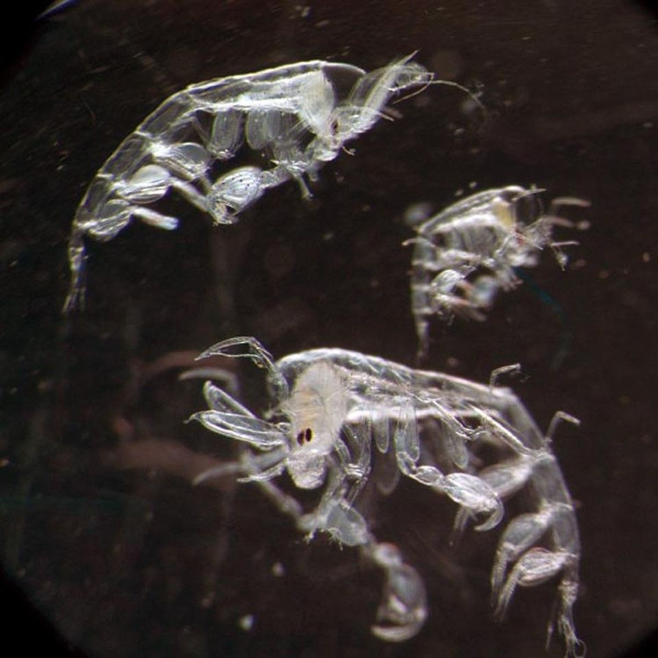 Fotoshow: Kreaturen der Tiefsee - Bild 7 - [GEO]