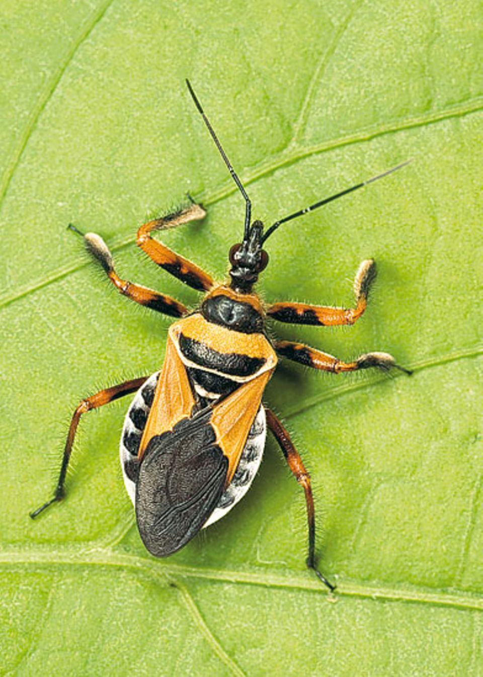 Fotogalerie: Von der Schönheit der Wanzen - Bild 7 - [GEO]