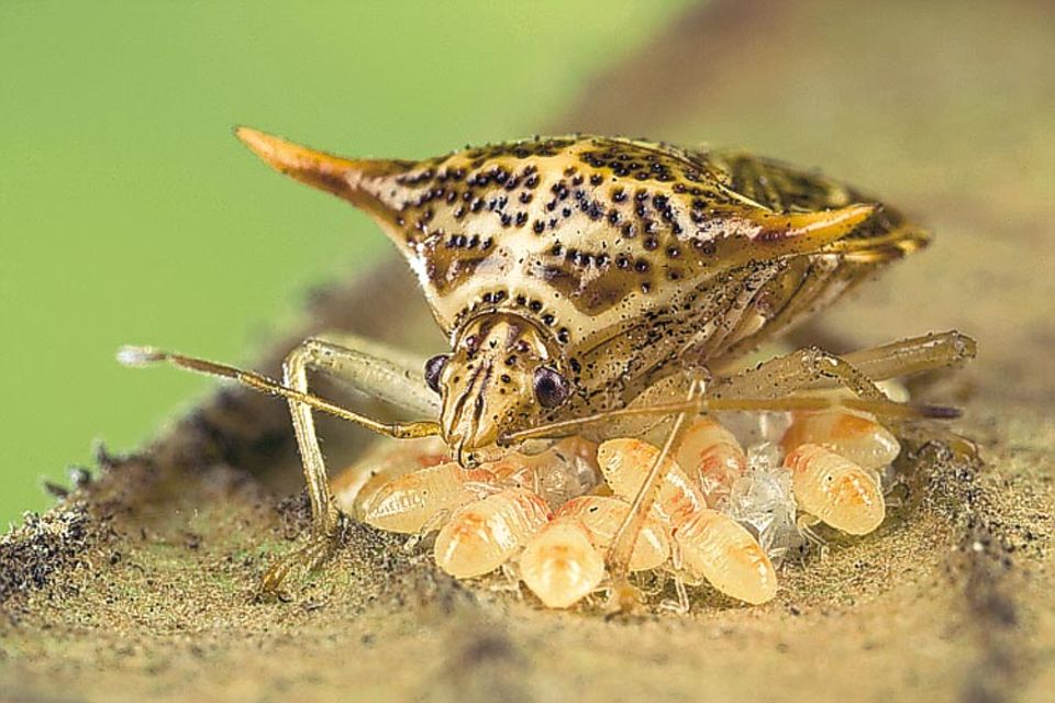 Fotogalerie: Von der Schönheit der Wanzen - Bild 12 - [GEO]