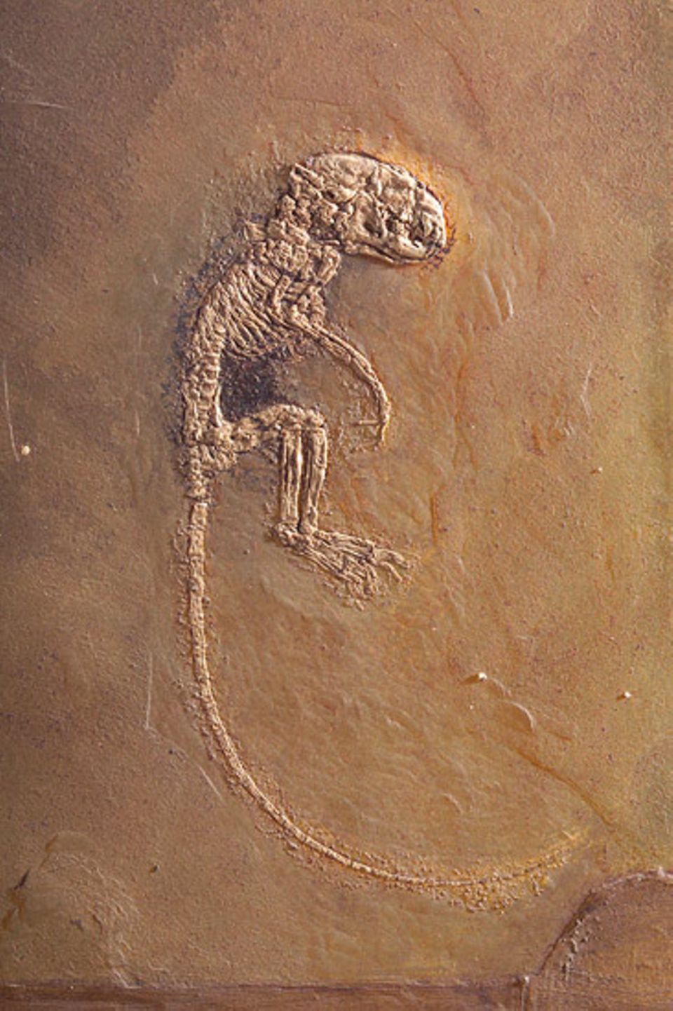 Grube Messel: Fenster in die Vergangenheit - Bild 4 - [GEO]