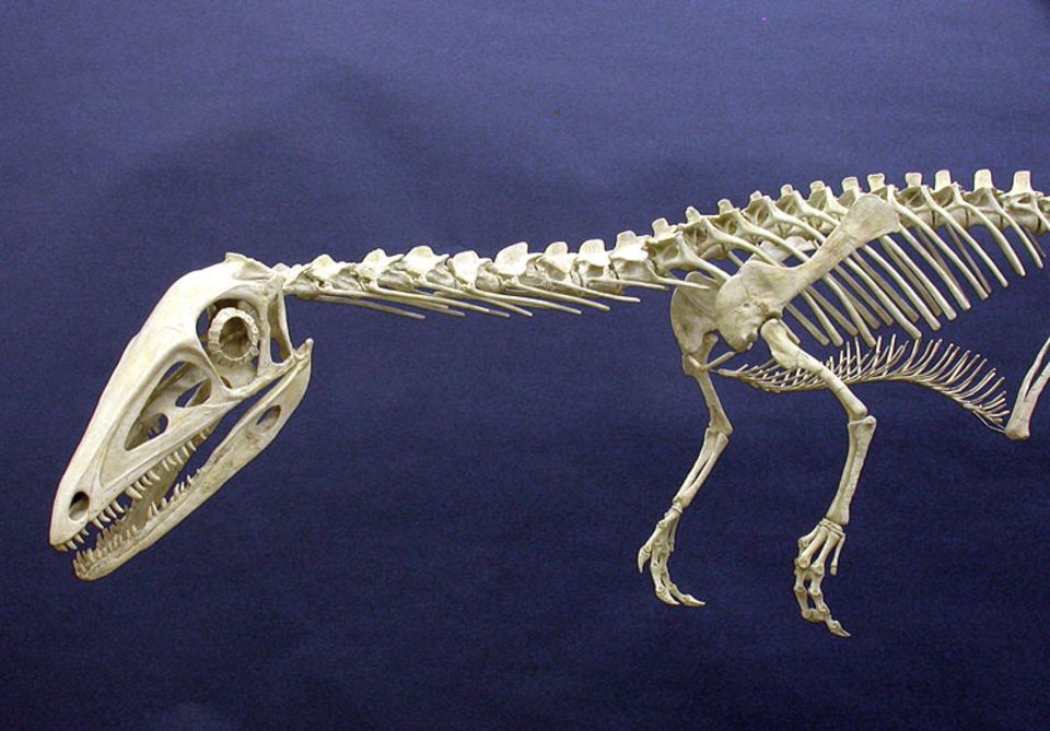 Dinosaurier - Erfolgsmodelle der Evolution - Bild 11 - [GEOLINO]