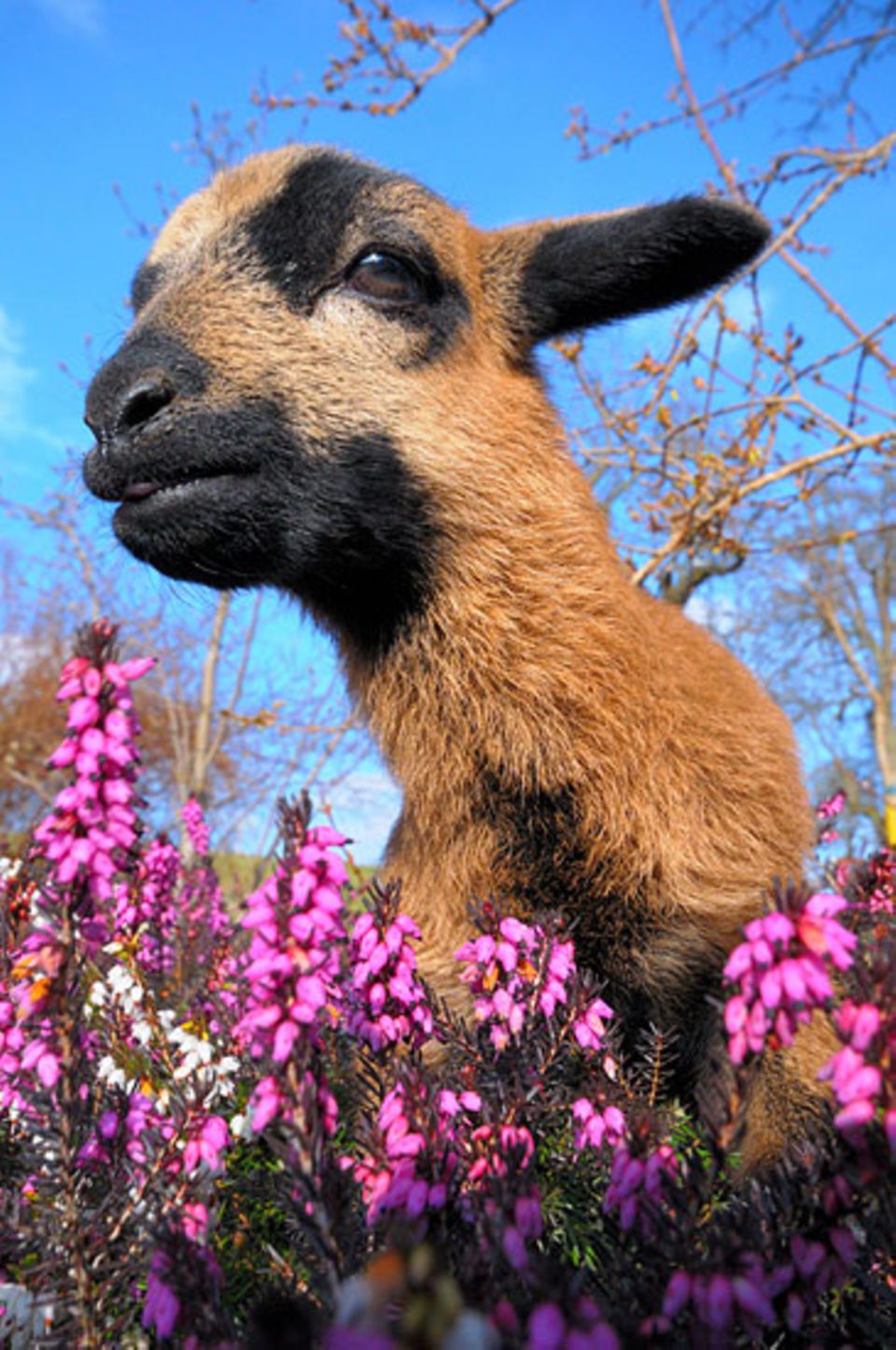 Fotoshow: Heimische Tiere - Bild 2 - [GEOLINO]