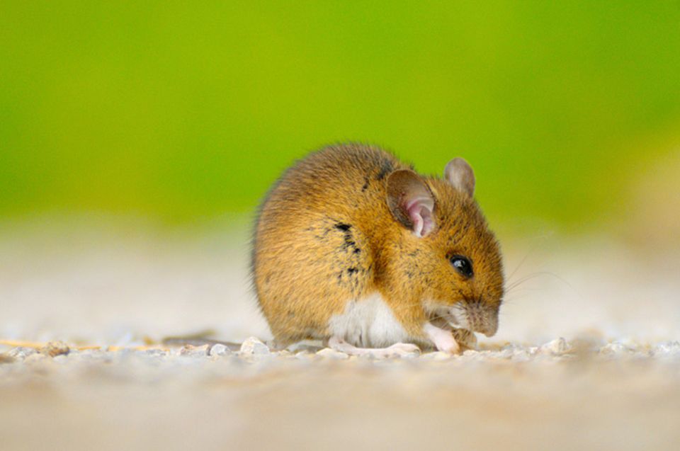 Fotoshow: Heimische Tiere - Bild 5 - [GEOLINO]