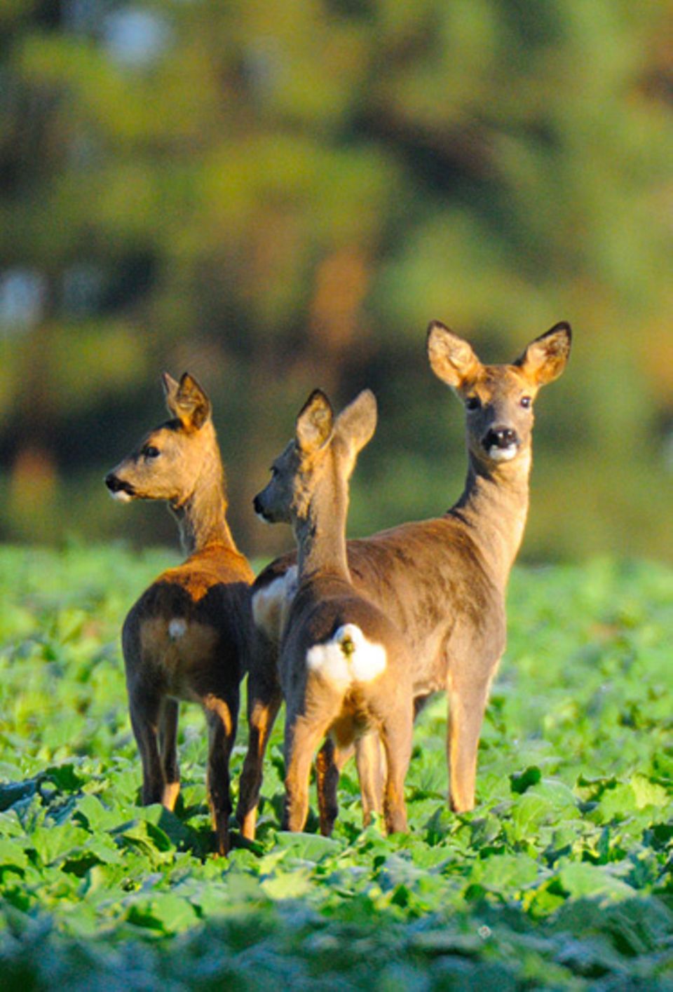 Fotoshow: Heimische Tiere - Bild 8 - [GEOLINO]