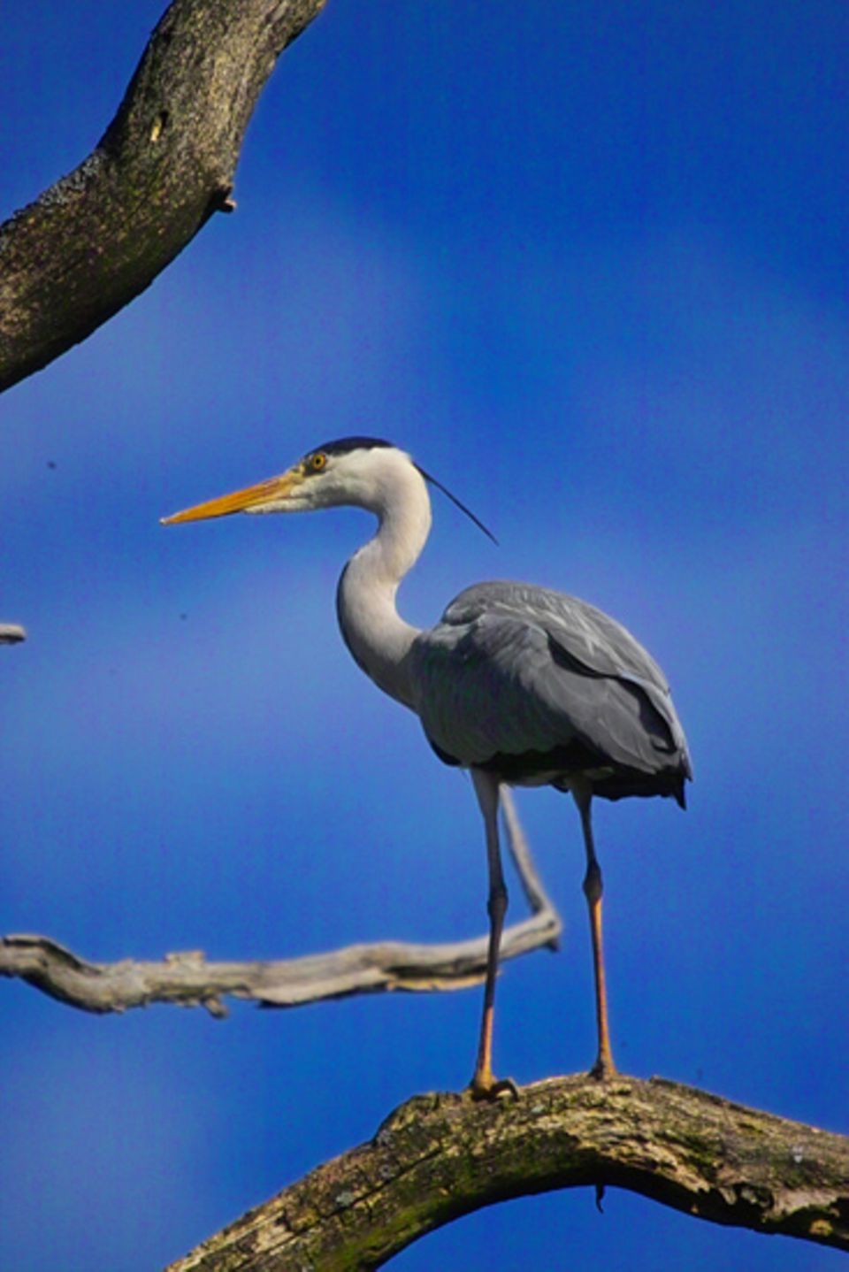 Fotoshow: Heimische Tiere - Bild 9 - [GEOLINO]