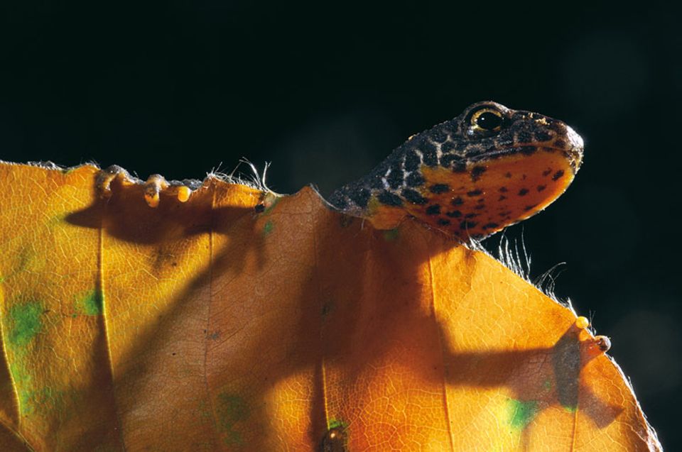 Fotogalerie: Geheimnisvolle Molche - [GEO]