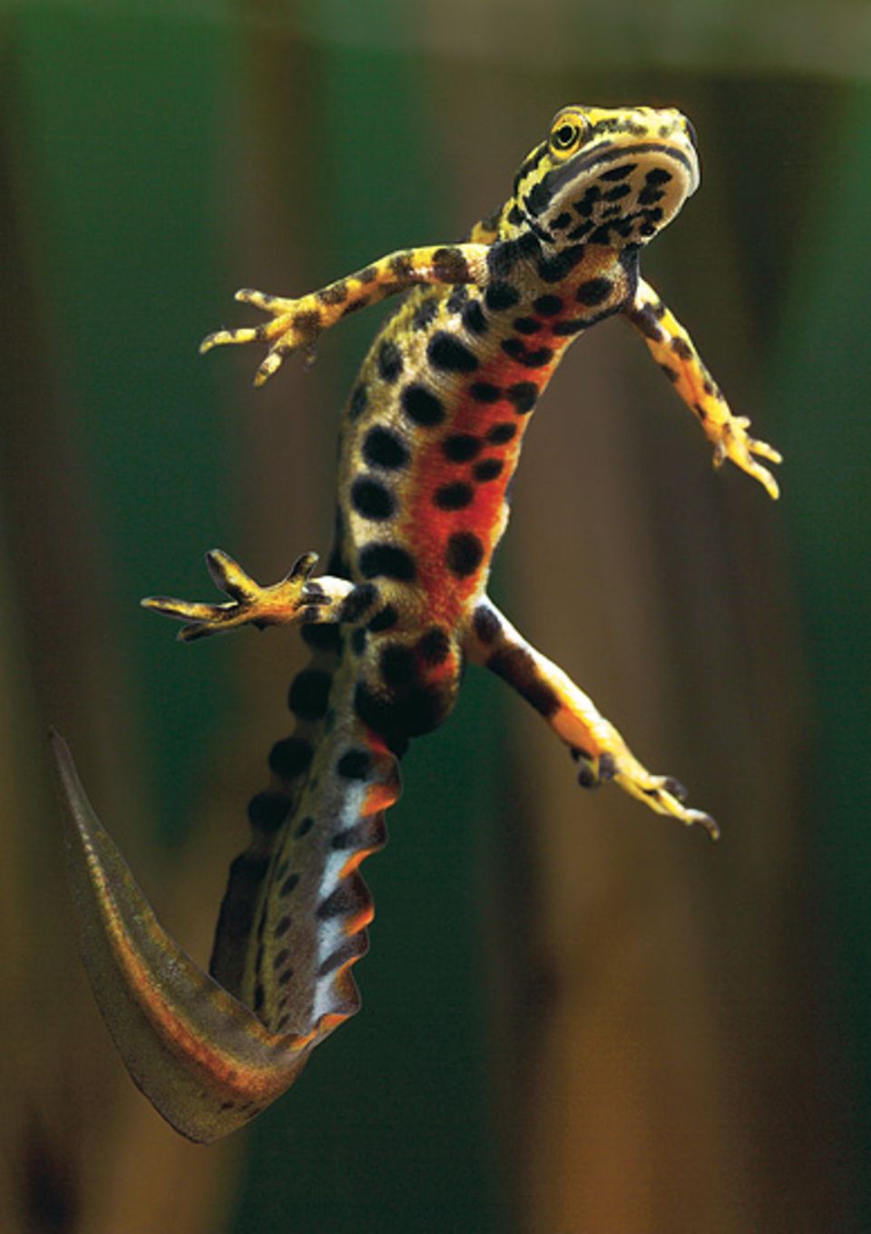 Fotogalerie: Geheimnisvolle Molche - Bild 4 - [GEO]