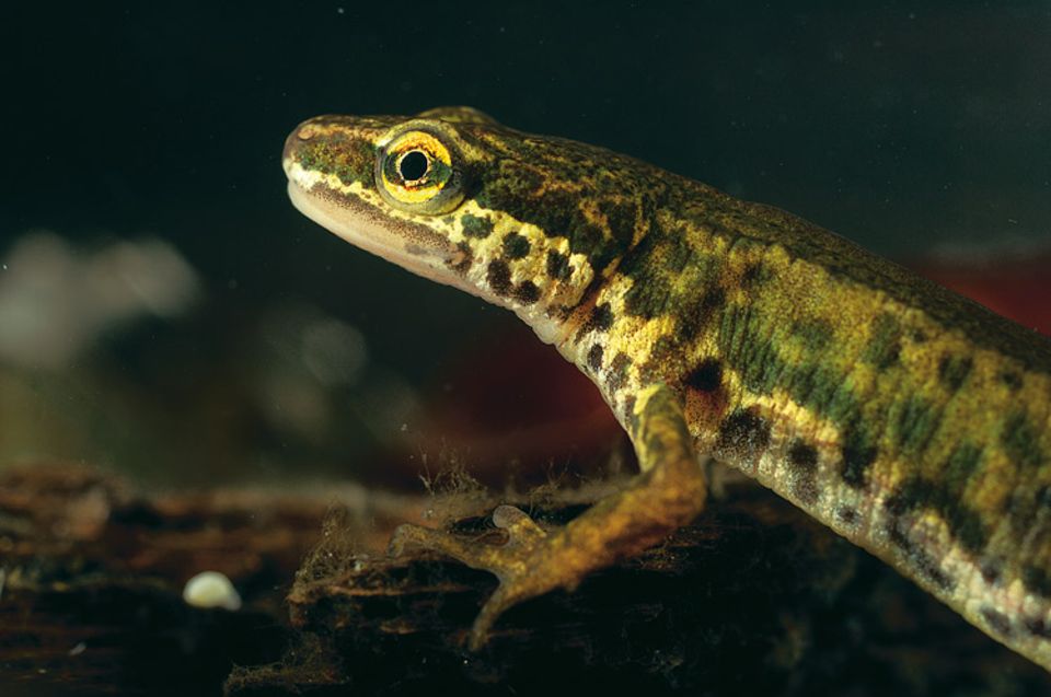 Fotogalerie: Geheimnisvolle Molche - Bild 6 - [GEO]