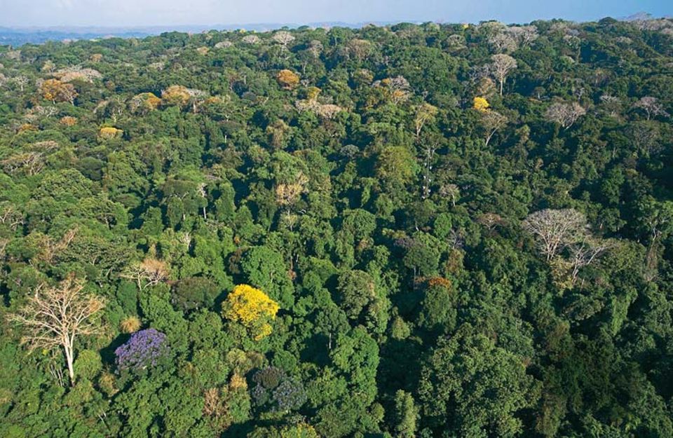 Fotogalerie: Fotogalerie: Wunder Regenwald - Bild 13 - [GEO]