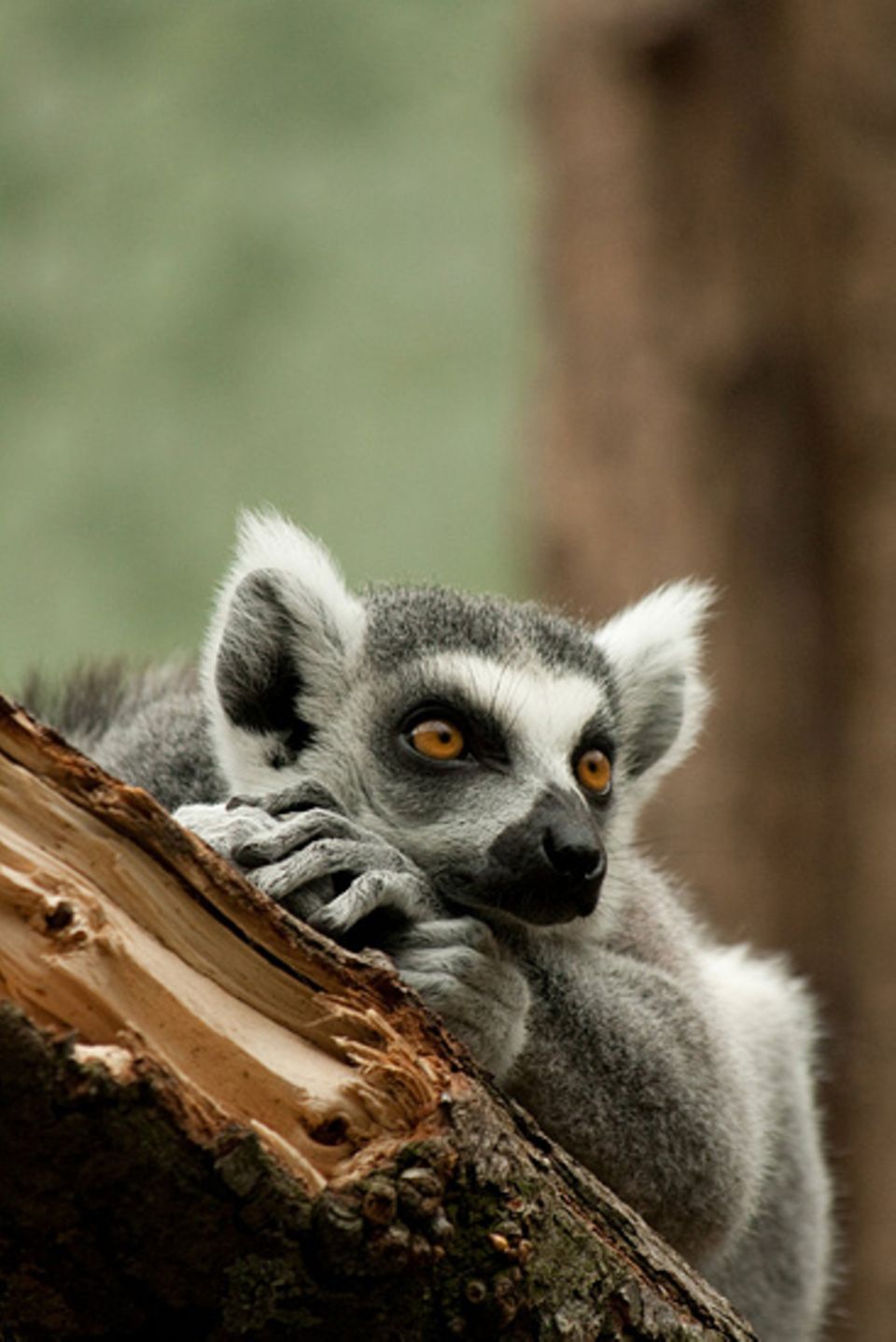 Katta in der Entspannungsphase - [GEO]