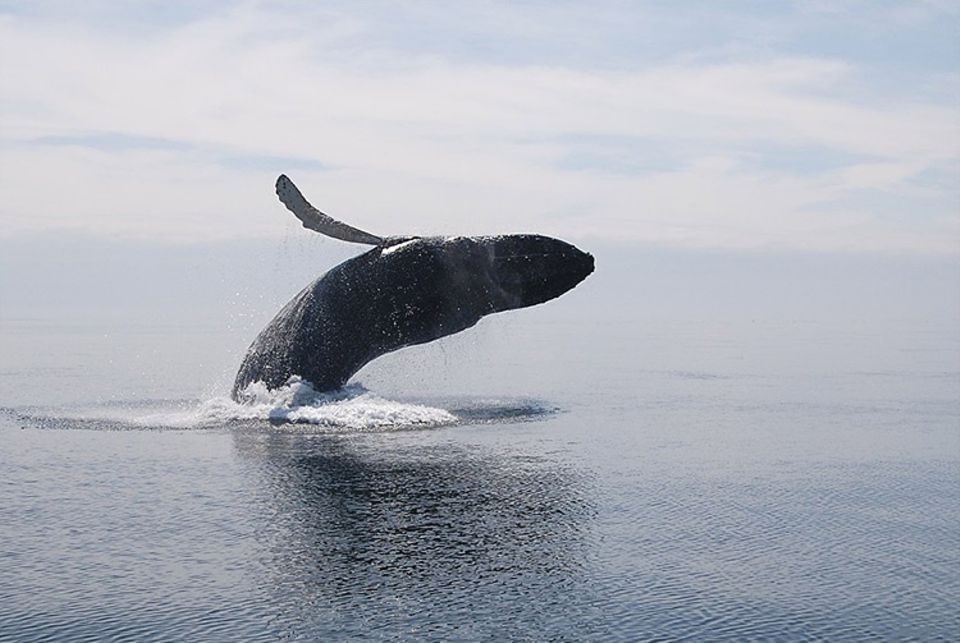 Buckelwal Nova Scotia Kanada - [GEO]