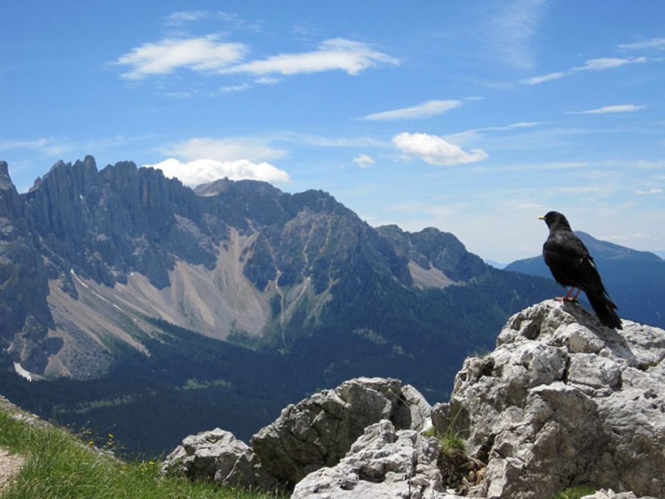 Bergdohle blickt zum Latemar - [GEO]