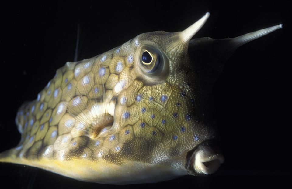 Great Barrier Reef - [GEO]